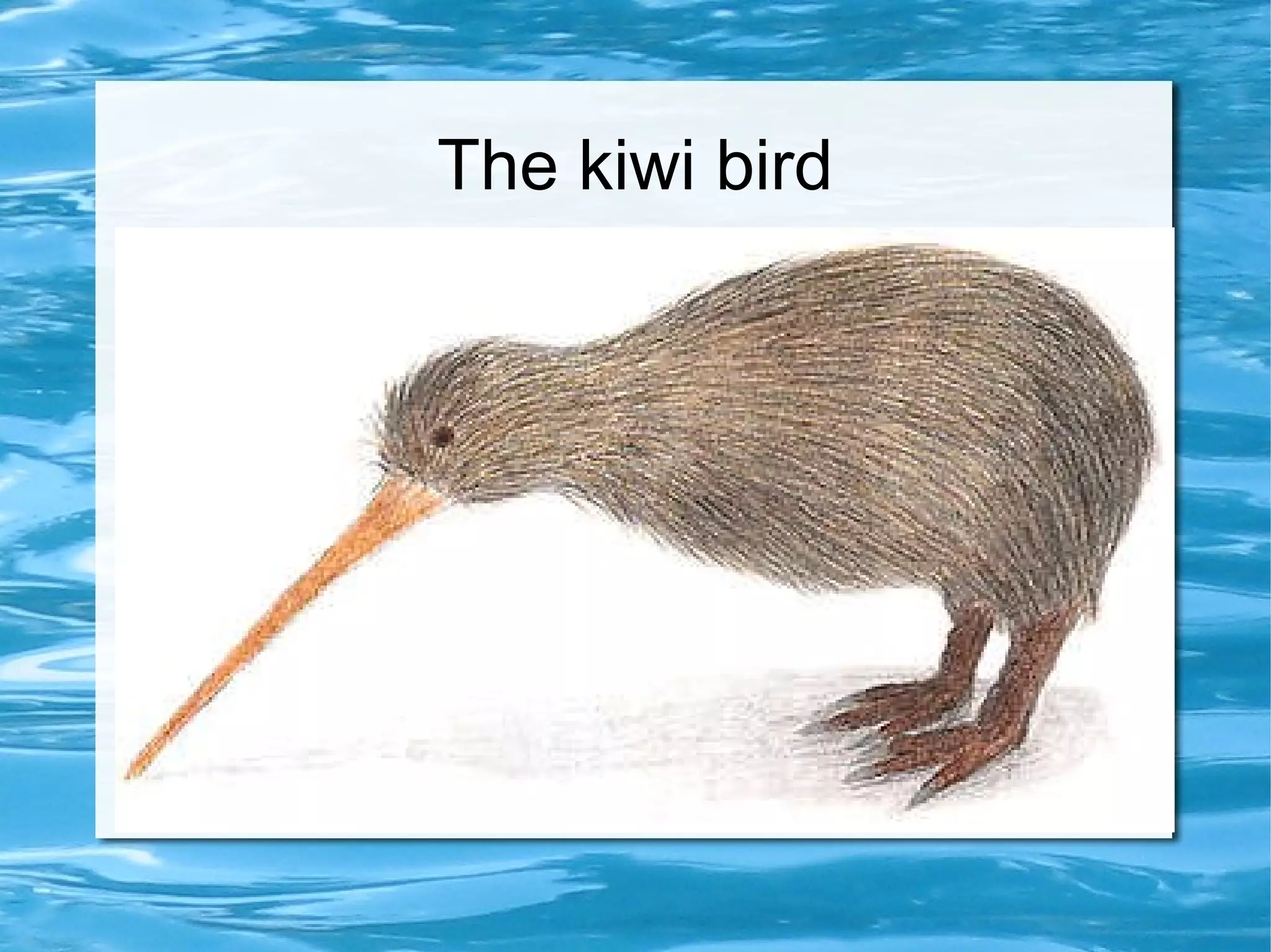 The Kiwi, By Connor | PPT | Free Download