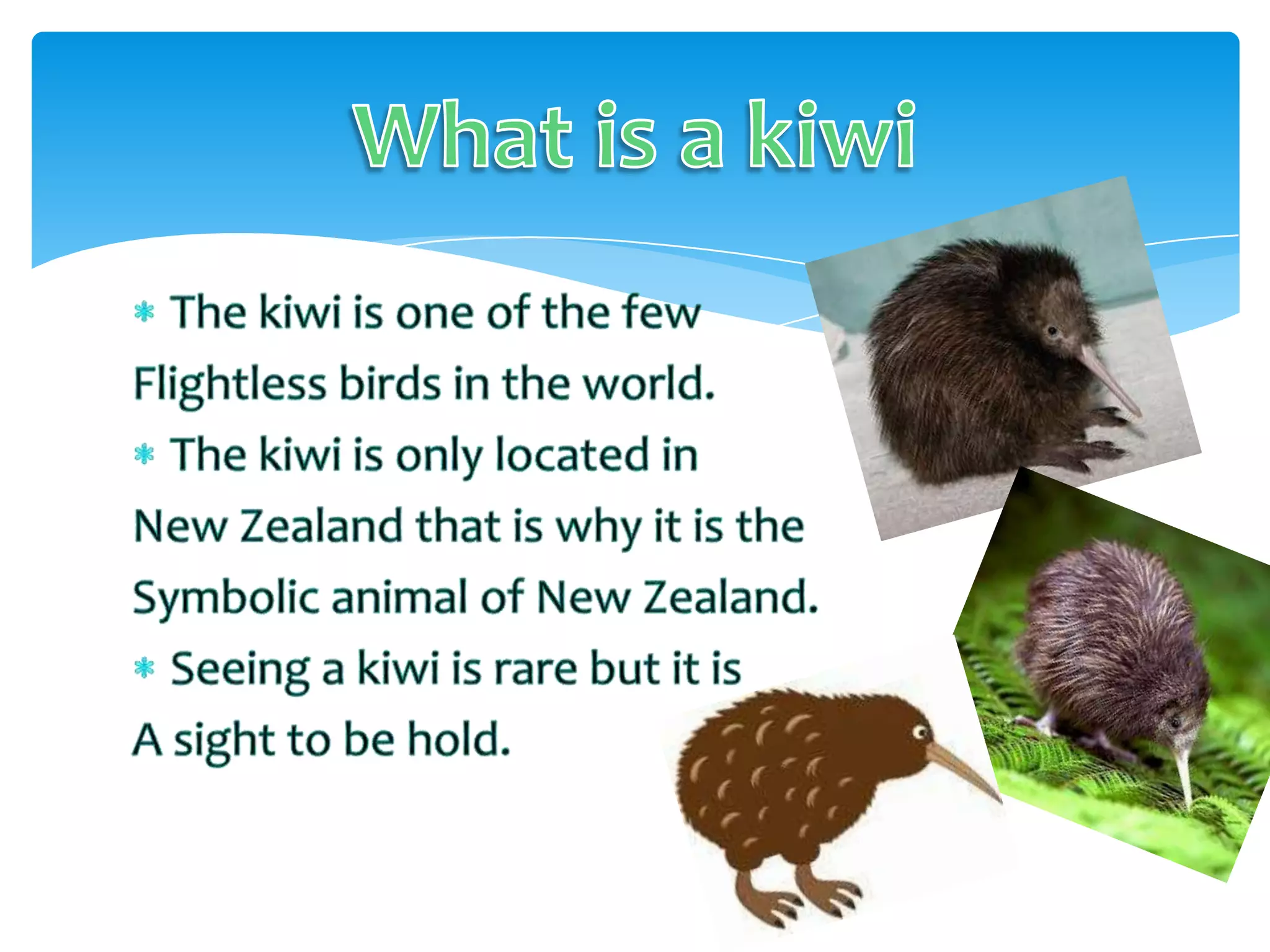 The kiwi presentation | PPTX