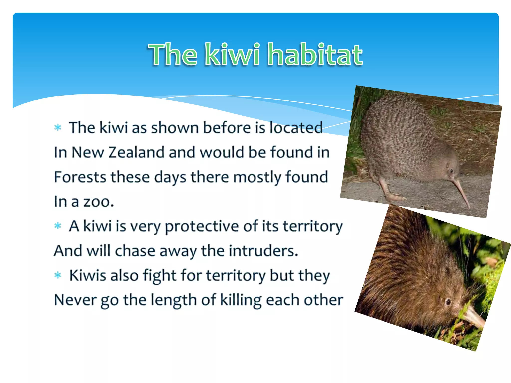 The kiwi presentation | PPTX