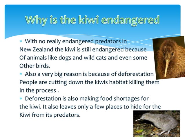 The kiwi presentation | PPTX
