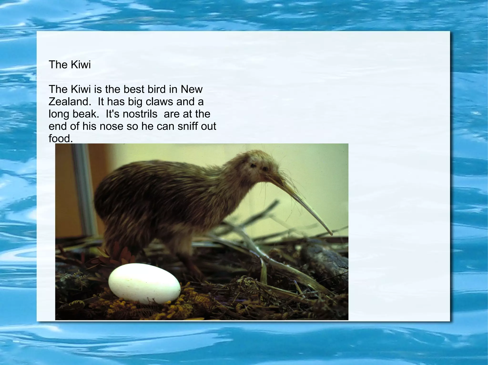 The kiwi, By Timothy | PPT