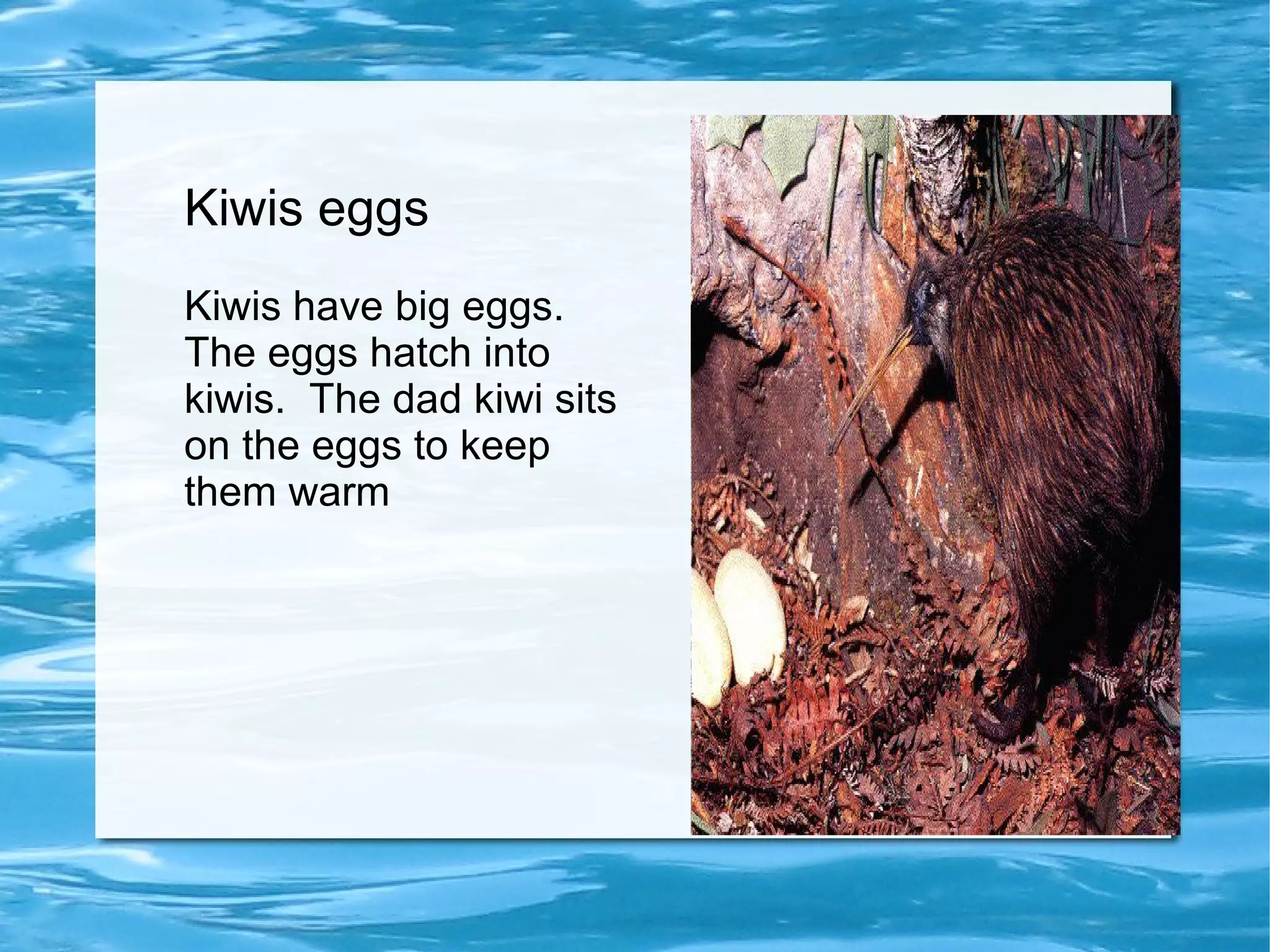 The kiwi, By Timothy | PPT