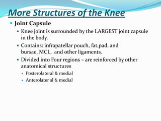 The knee and related structures f09 | PPTX | Death, Injury, or Military ...