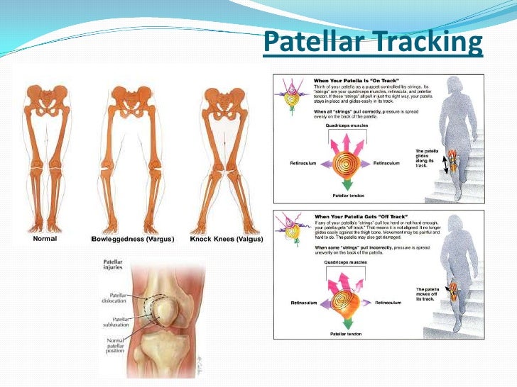 The knee and related structures f09