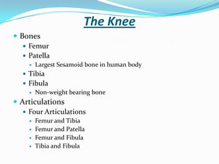 The knee and related structures f09 | PPTX
