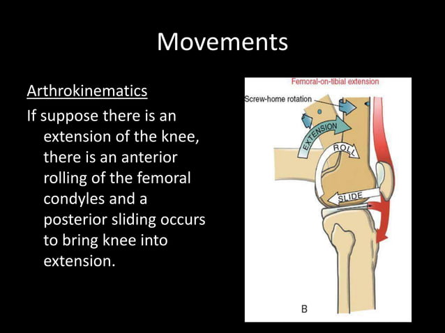 The Knee Complex | PPTX