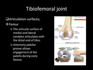 Tibiofemoral Joint
