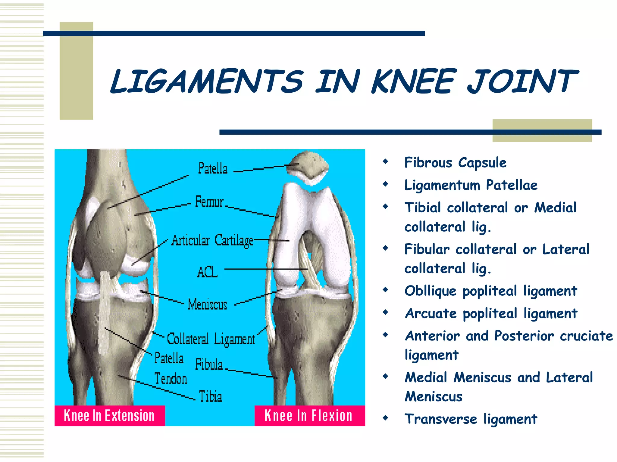 The knee joint | PPT