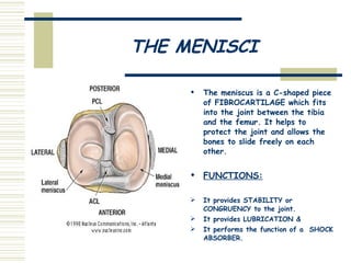The knee joint | PPT