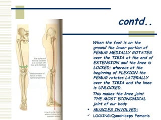 The knee joint | PPT