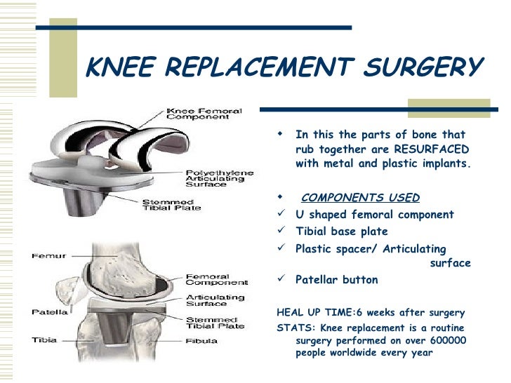 The knee joint