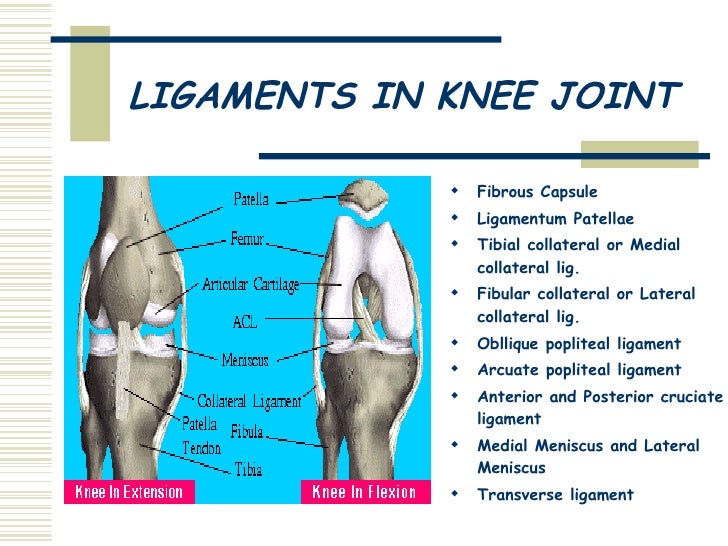 Knee Capsule Anatomy Knee Muscle Anatomy Mri / Knee Anatomy Mri