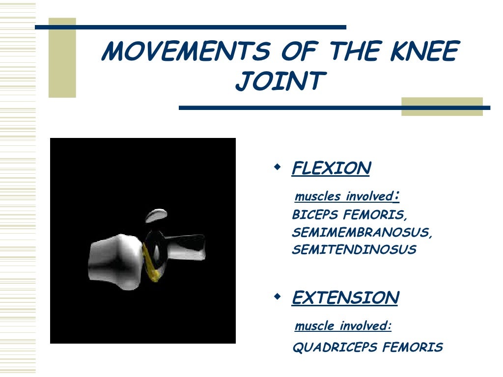 The knee joint