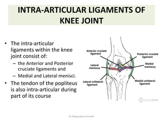 Interarticular Ligament