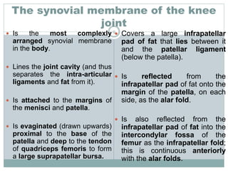 THE KNEE JOINT.pptx