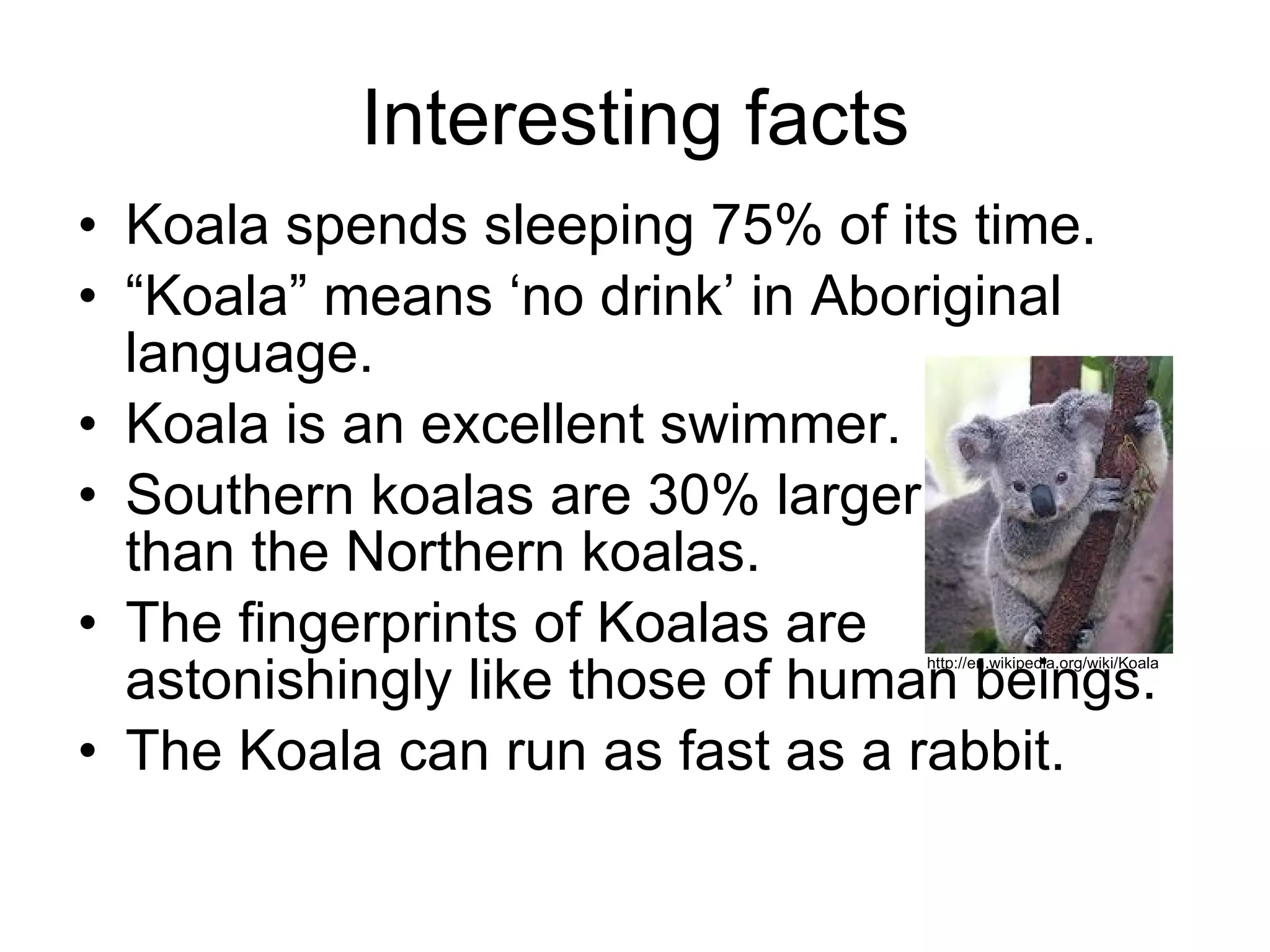 The Koala - Presentation | PPT