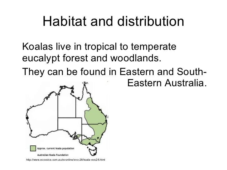 Koala Distribution Map Computing Can Help Save The Koala By Predicting