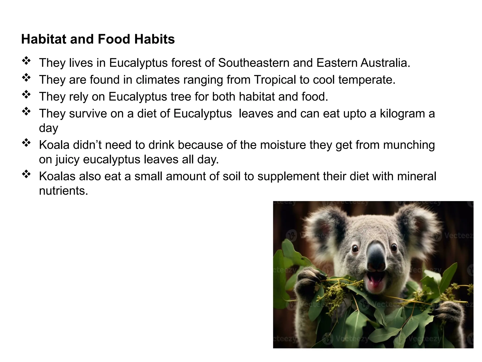 THE KOALAS ; AN ENDANGERED ANIMAL- PRESENTATION/PPT | PPTX