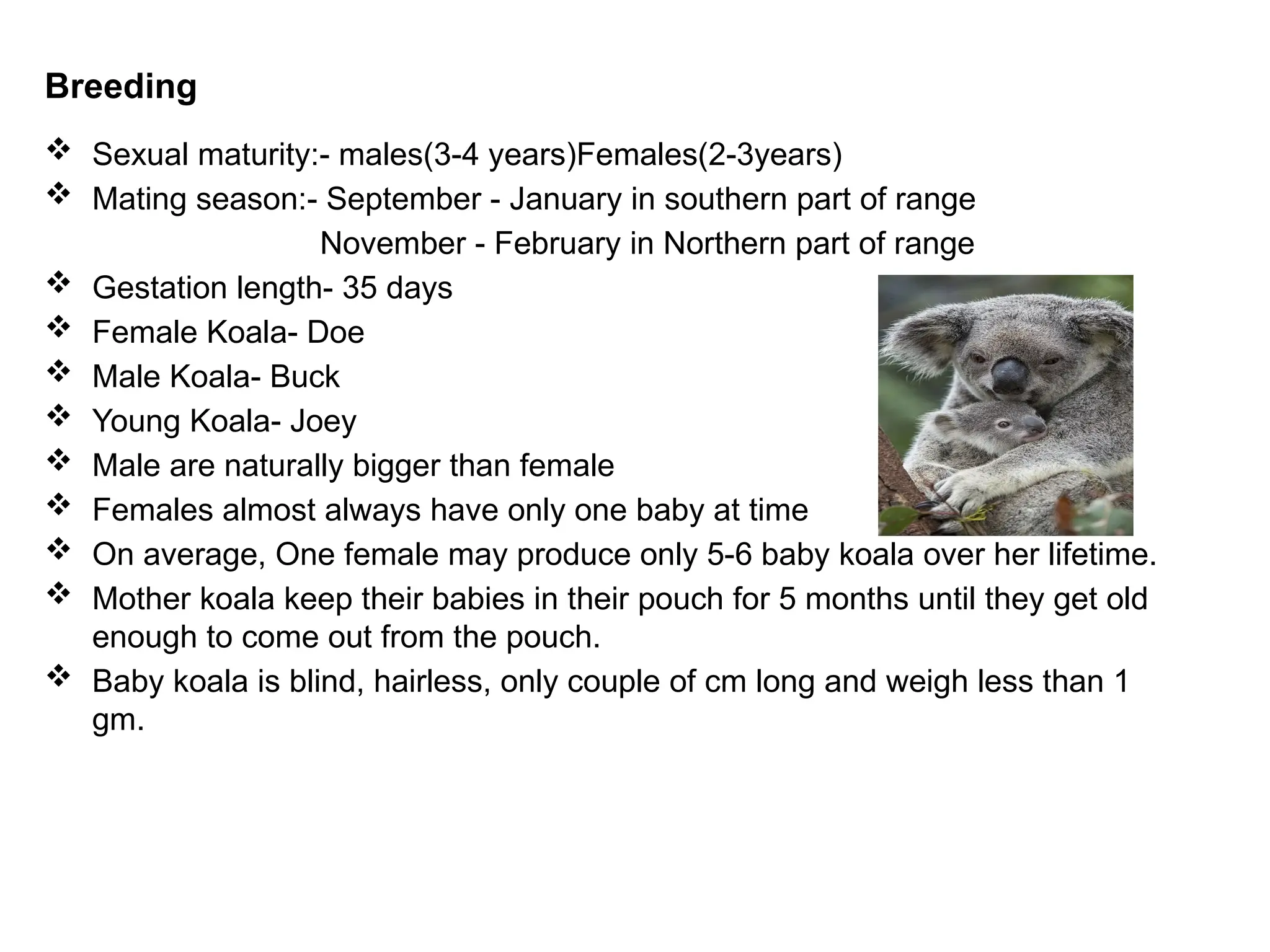 THE KOALAS ; AN ENDANGERED ANIMAL- PRESENTATION/PPT | PPTX