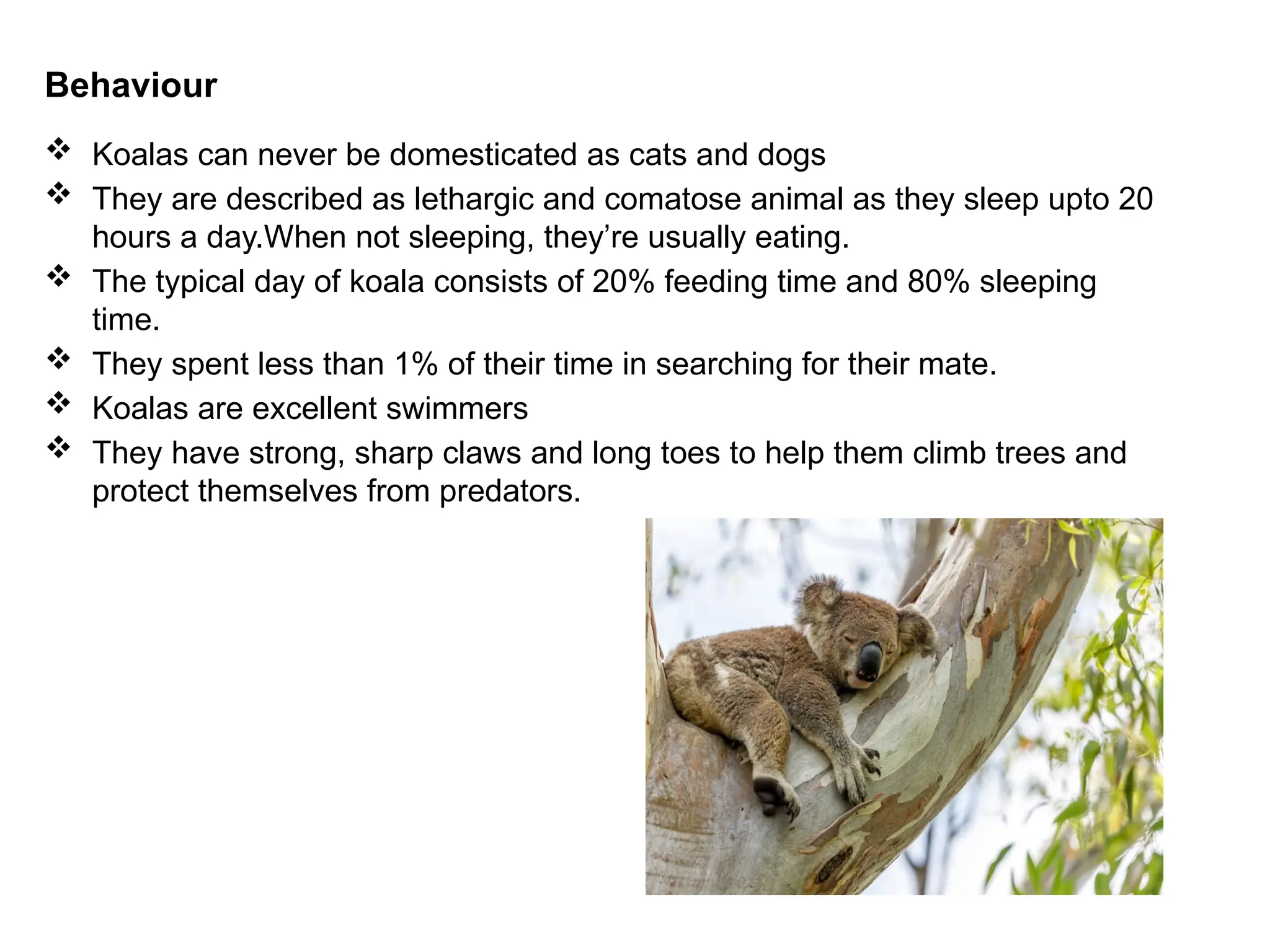 THE KOALAS ; AN ENDANGERED ANIMAL- PRESENTATION/PPT | PPTX