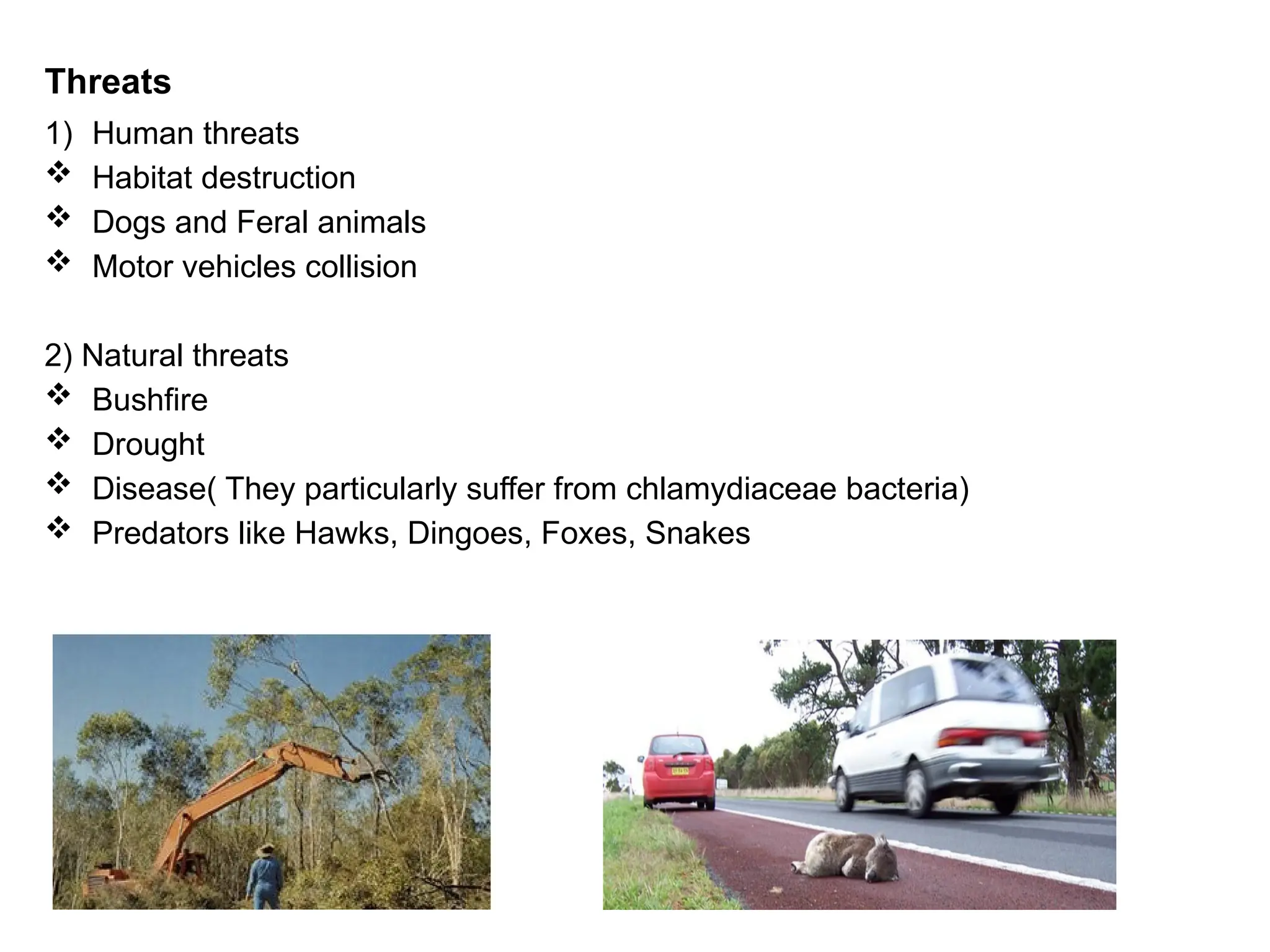 THE KOALAS ; AN ENDANGERED ANIMAL- PRESENTATION/PPT | PPTX