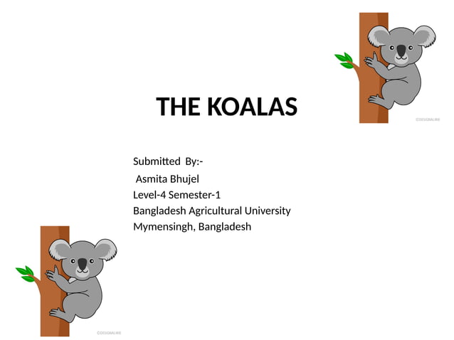 THE KOALAS ; AN ENDANGERED ANIMAL- PRESENTATION/PPT | PPTX
