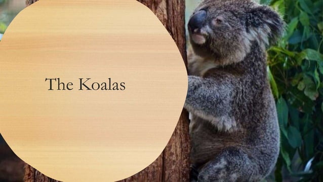 The Koalas - Spring Manol of sixtyt.pptx