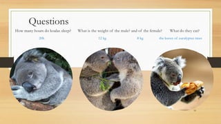 The Koalas - Spring Manol of sixtyt.pptx