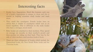 The Koalas - Spring Manol of sixtyt.pptx