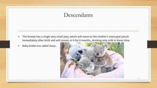 The Koalas - Spring Manol of sixtyt.pptx