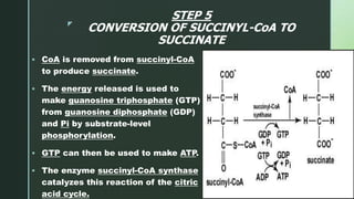 THE KREBS fatima ppt (1).pptx