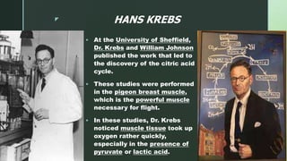 THE KREBS fatima ppt (1).pptx