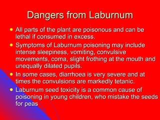 The laburnum top | PPT