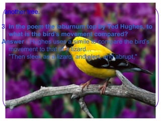 The laburnum top | PPT