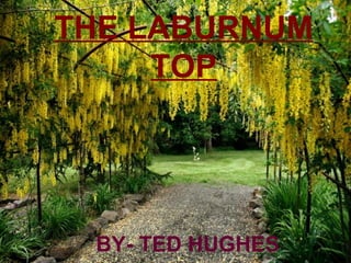 The Laburnum Top | PPT