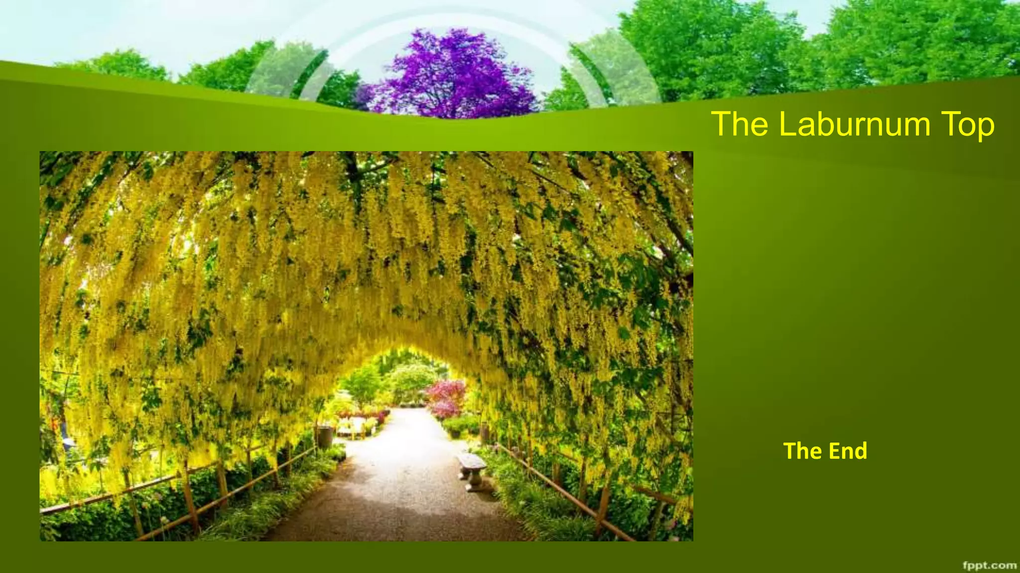 The laburnum top | PPTX