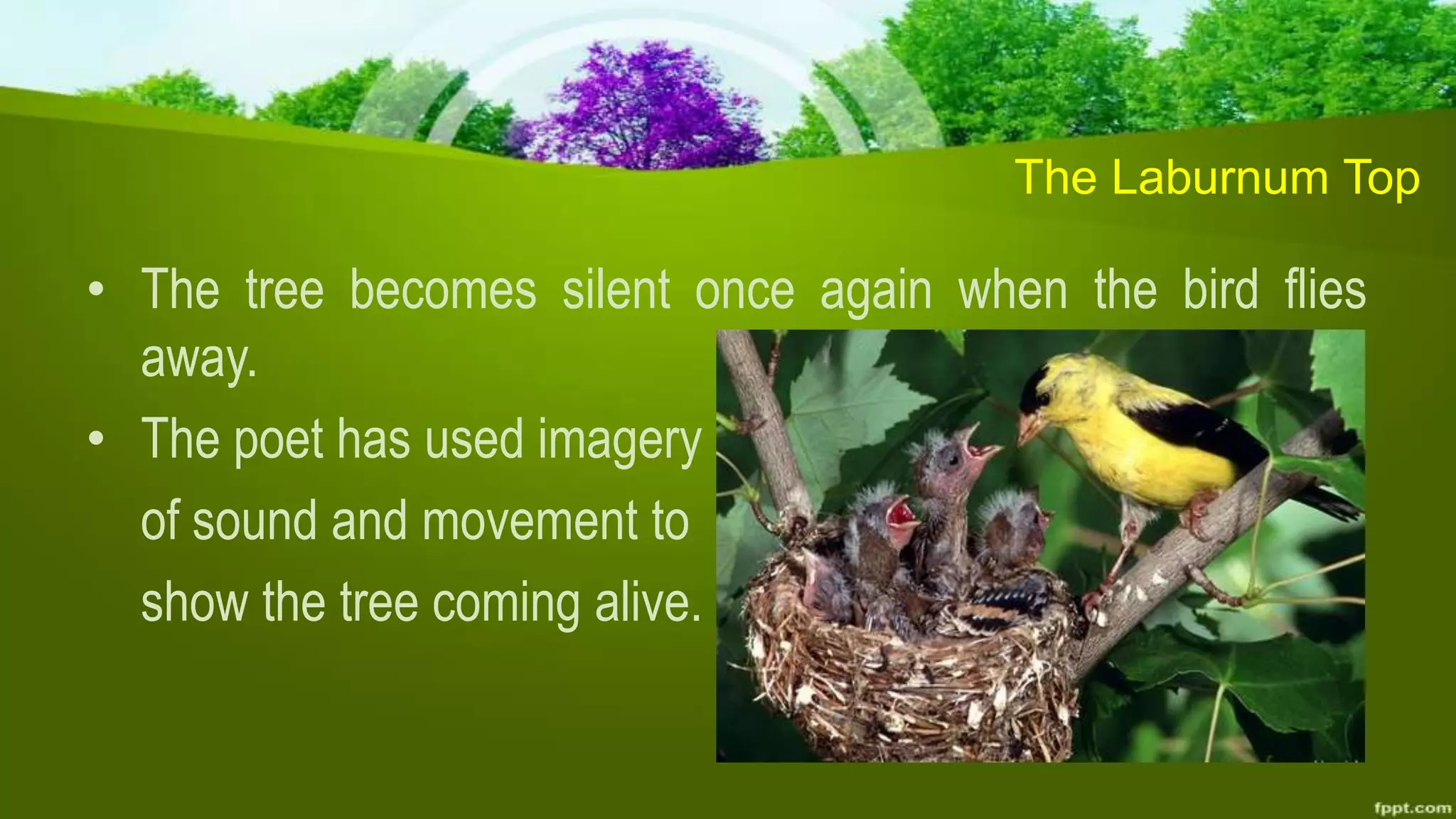 The laburnum top | PPTX