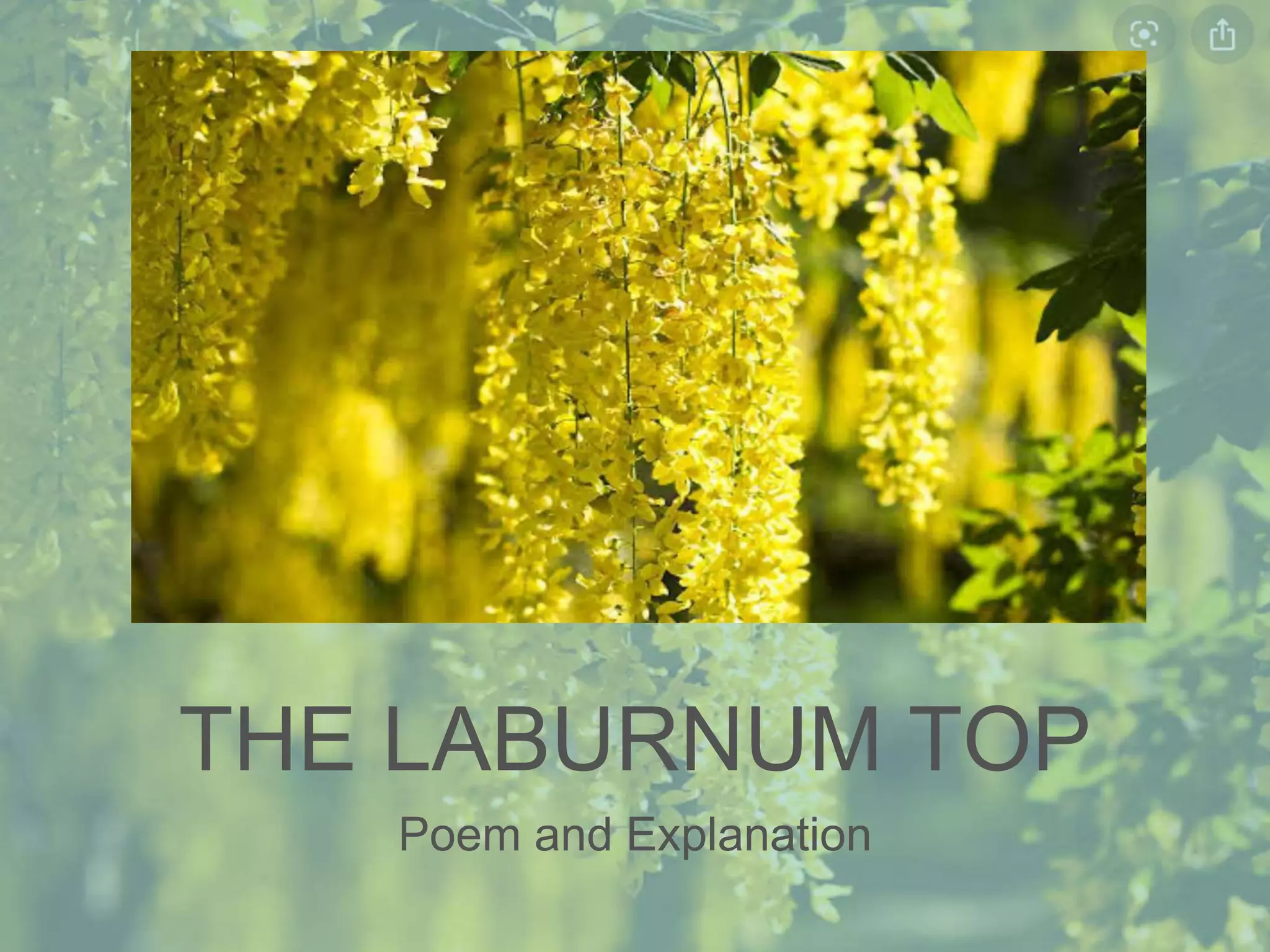 The laburnum top | PPTX