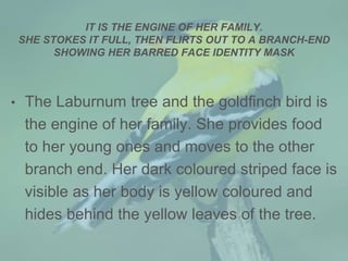 The laburnum top | PPTX | Birdwatching | Hobbies & Interests