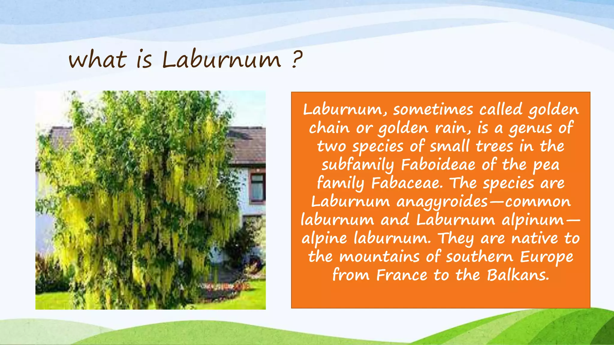 The laburnum top class - 11 | PPTX