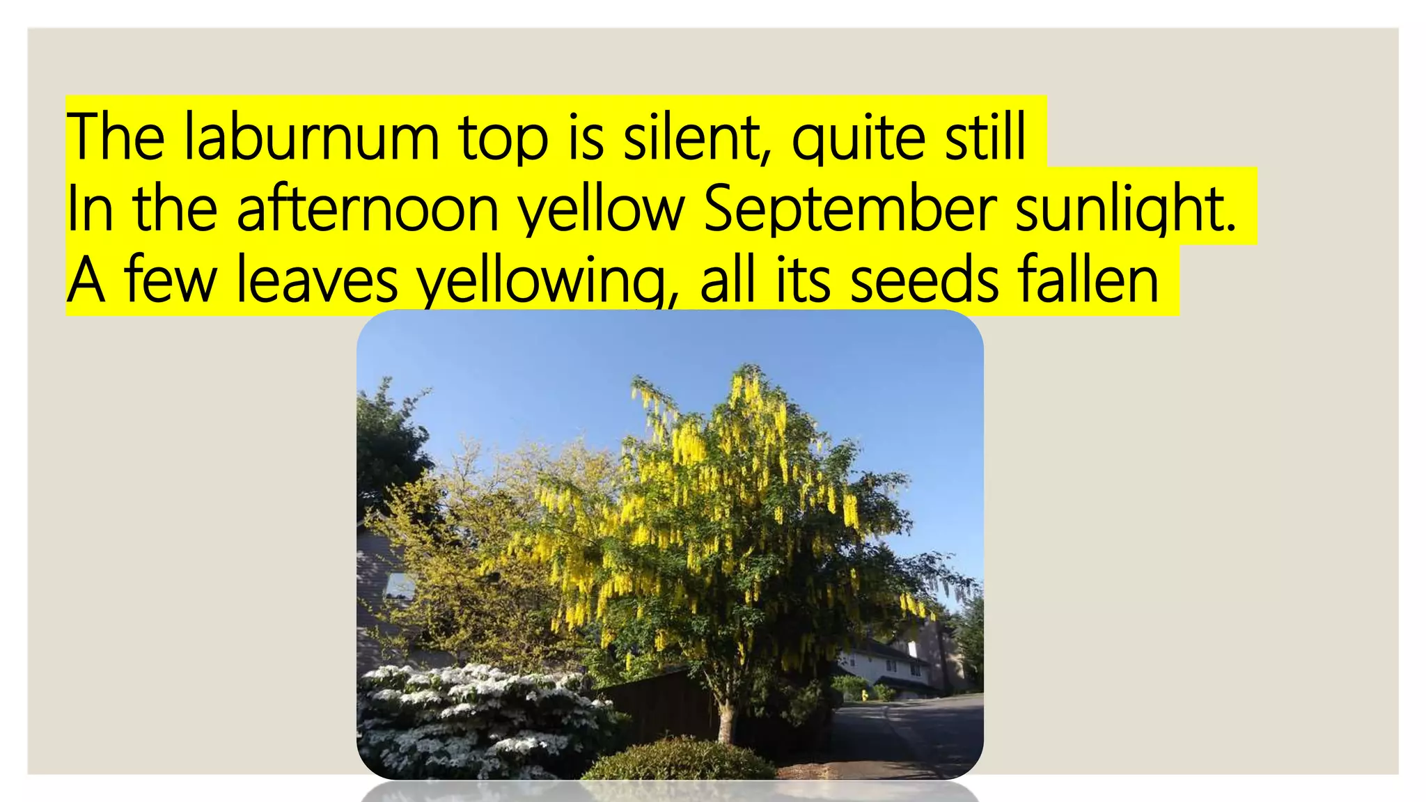 The laburnum top ted hughes | PPTX