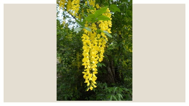 The laburnum top ted hughes | PPTX | Birdwatching | Hobbies & Interests