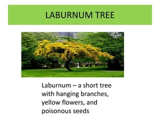 The laburnum top ppt | PPTX