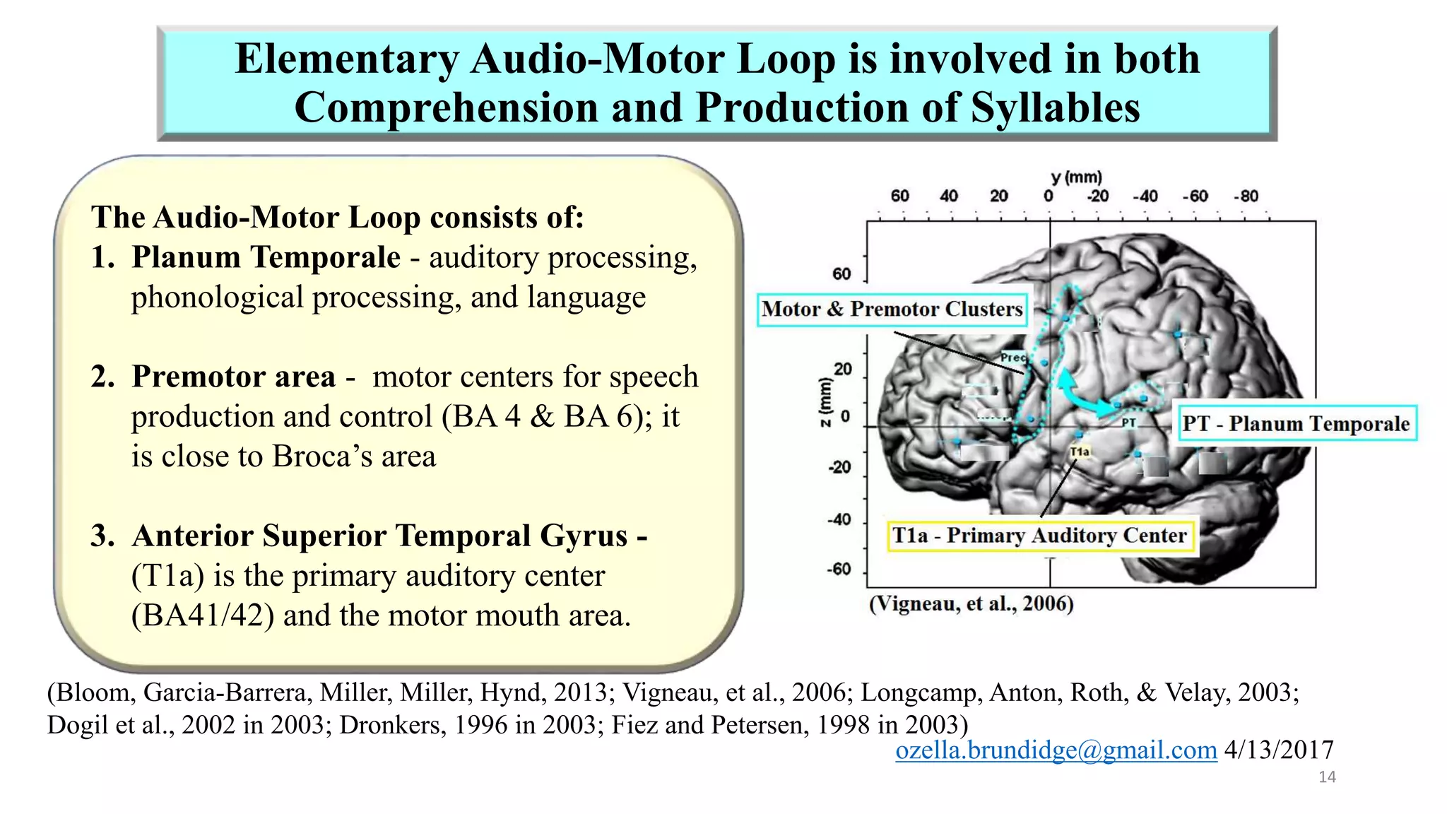 The language learning brain | PPTX