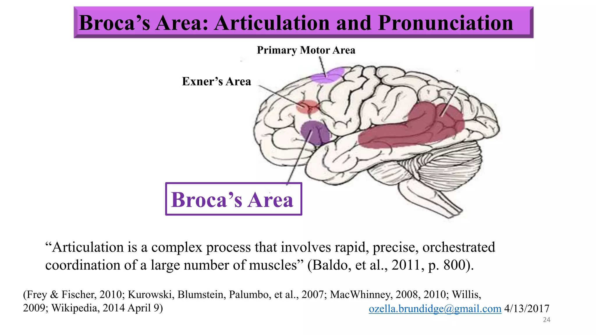 The language learning brain | PPTX