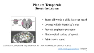 The language learning brain | PPTX