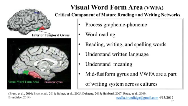 The language learning brain | PPTX