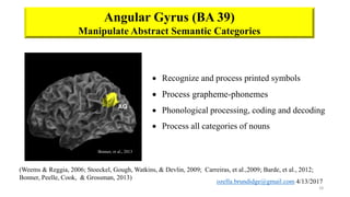 The language learning brain | PPTX