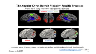The language learning brain | PPTX