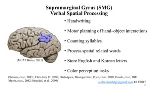 The language learning brain | PPTX